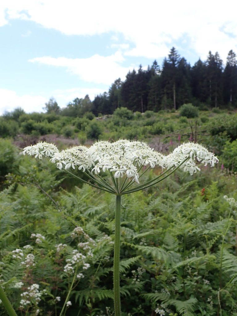 Grande Berce - Silenes, Graines du Morvan