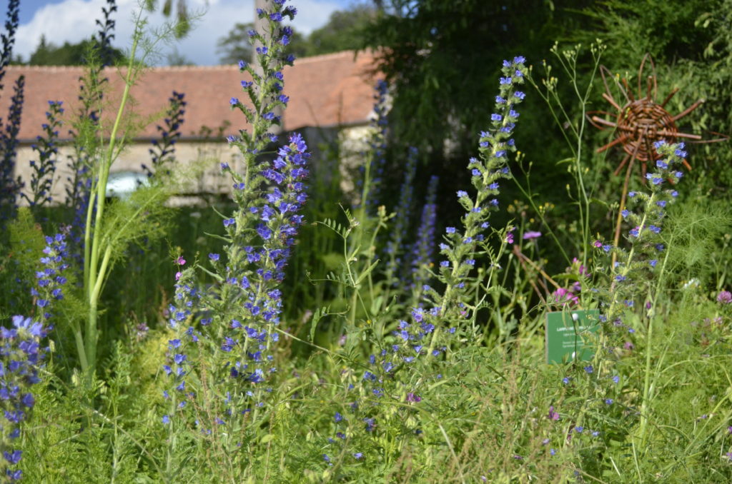 Vipérine - Silenes, Graines du Morvan